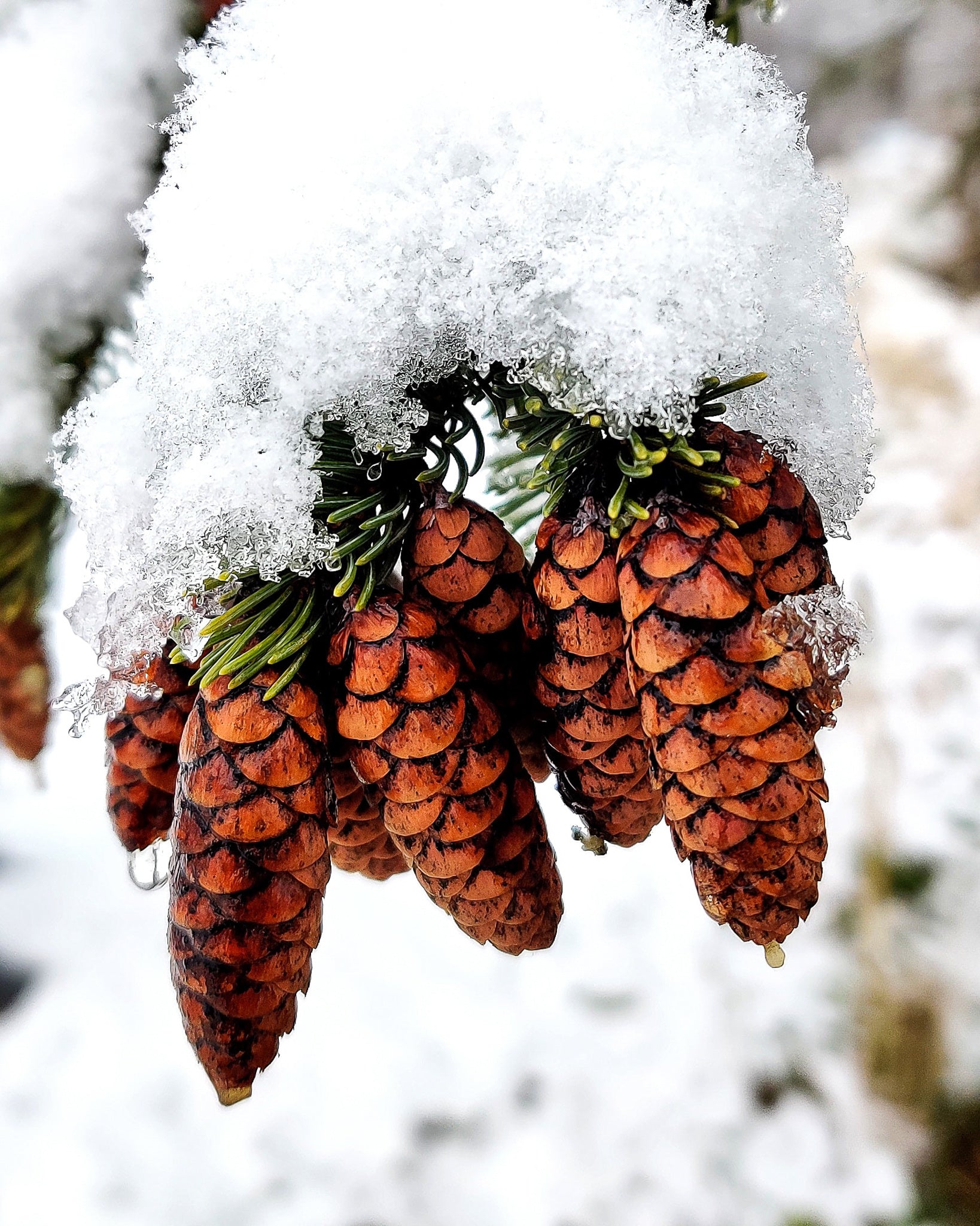 Winter Collection – tagged "Winter Collection" – The Remontant